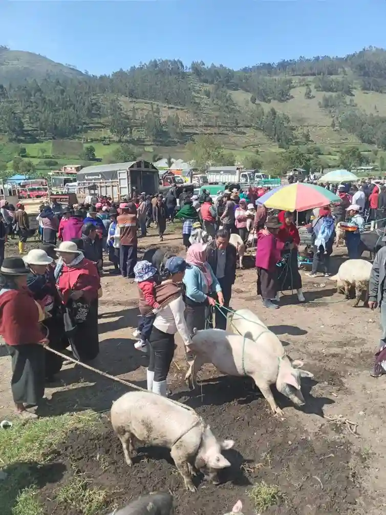 Municipio Riobamba busca construir plaza de rastro en Licto - La Prensa ...